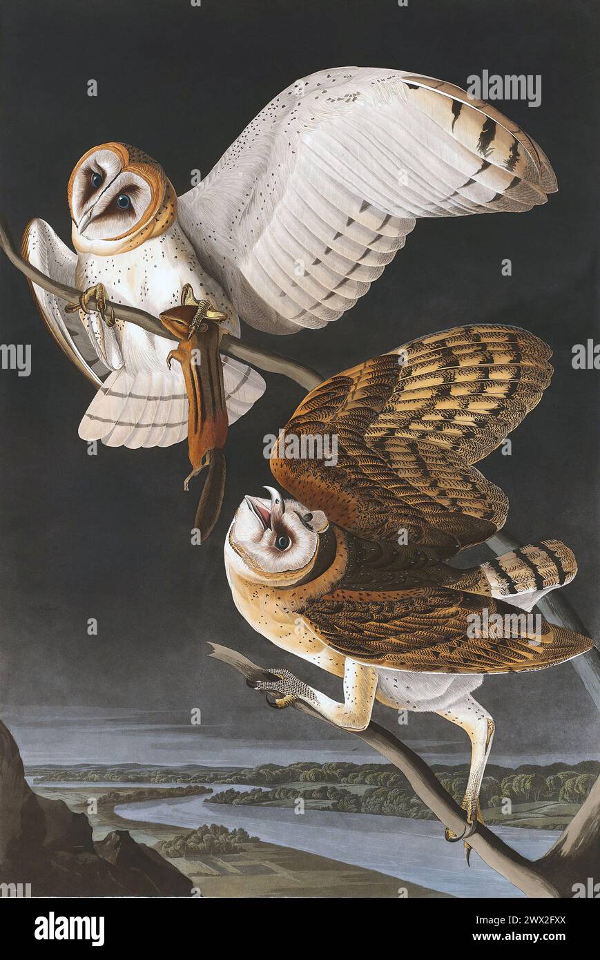 Barn owl bird images hi-res stock photography and images - Alamy