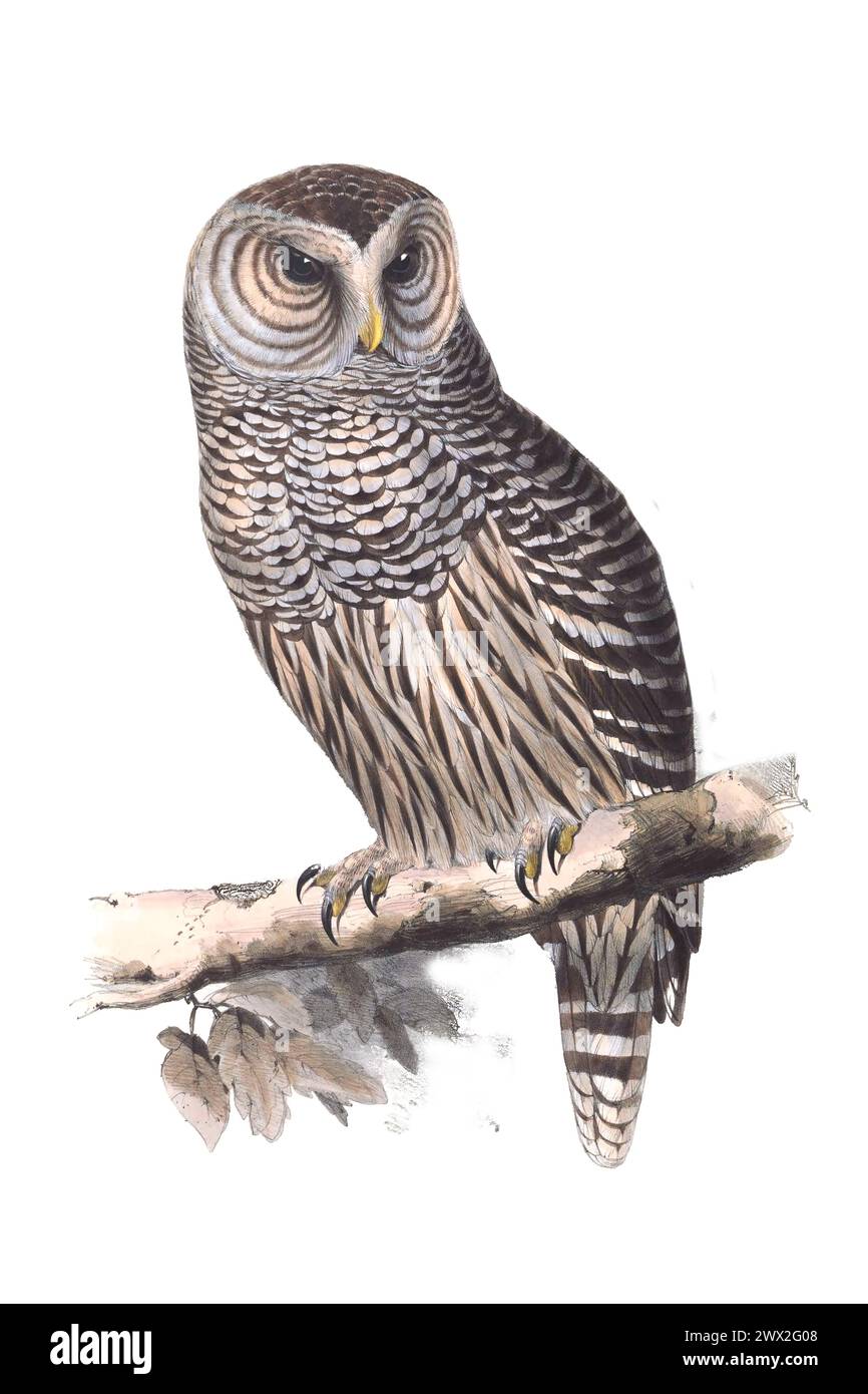 Vintage style owl drawings Cut Out Stock Images & Pictures - Alamy