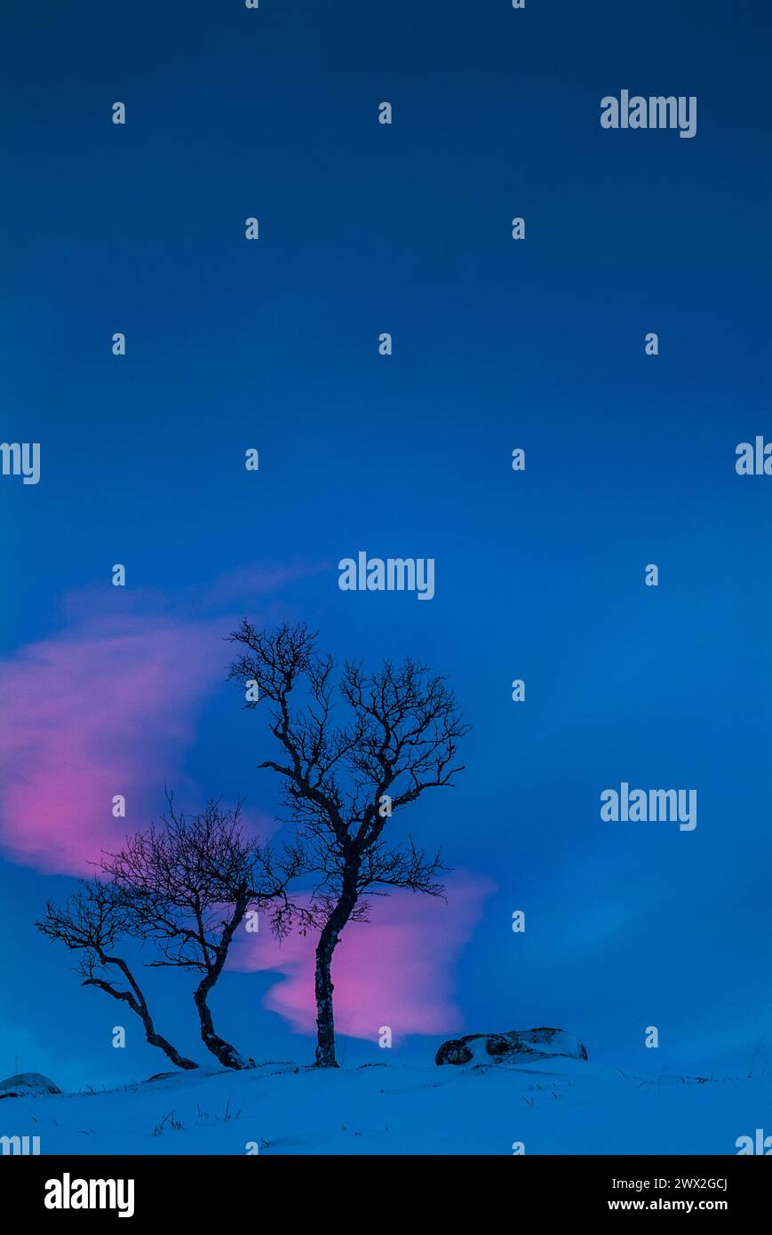 This image shows a couple of mountain birch trees standing upright in a ...