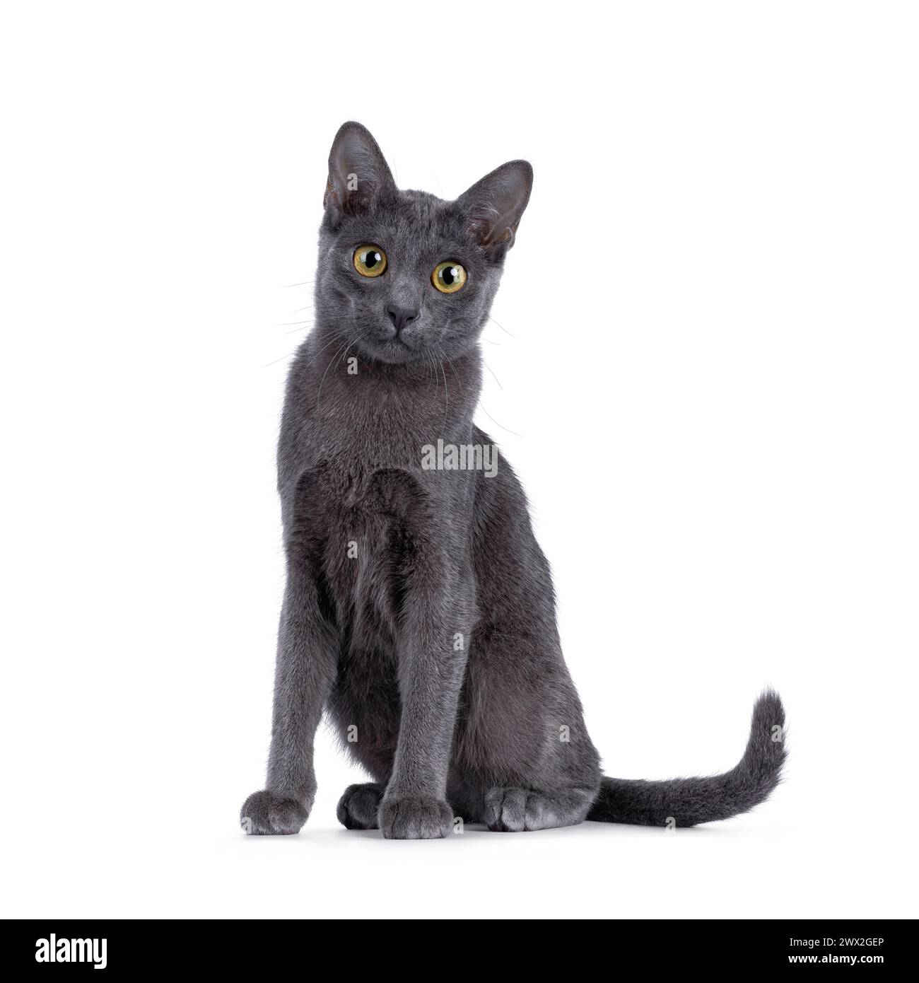 Cute Korat kitten, sitting up facing front. looking straight to camera ...