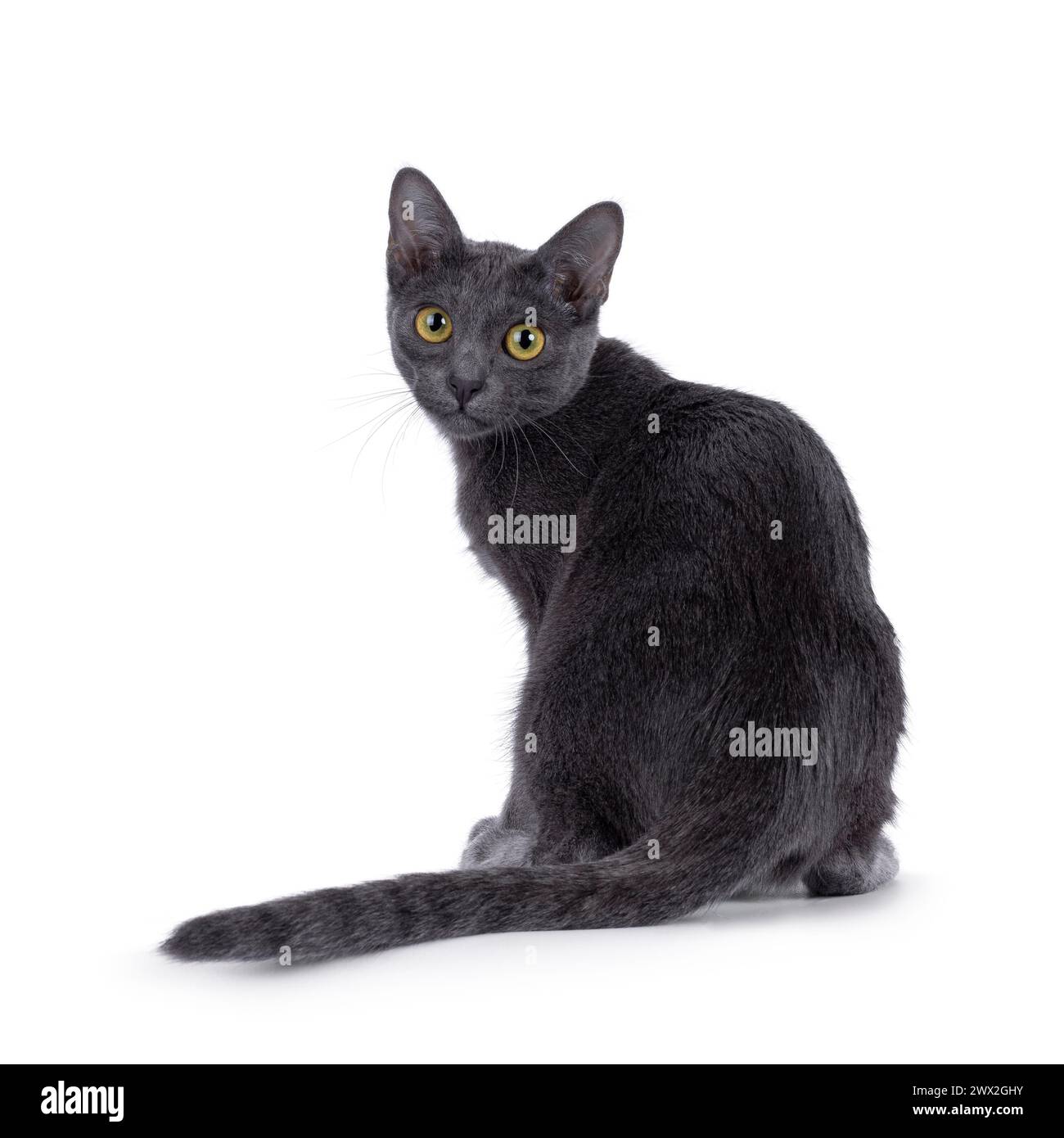 Cute Korat kitten, sitting backwards on edge. Looking over shoulder ...