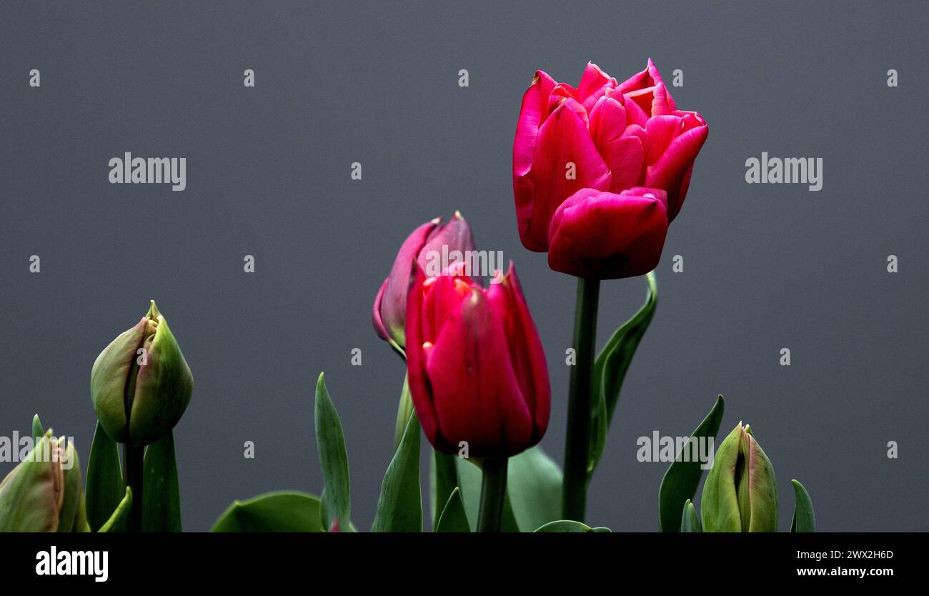 AMSTERDAM - Rafts full of tulips are launched in the pond in the ...
