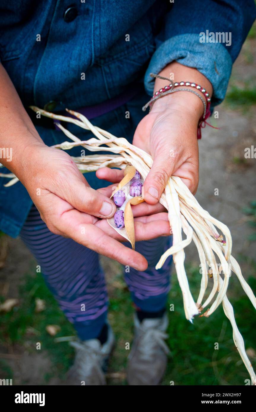 collecting seeds during the fall of plants and flowers Stock Photo - Alamy