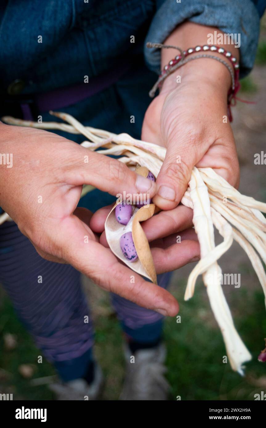 Collecting seeds hi-res stock photography and images - Alamy