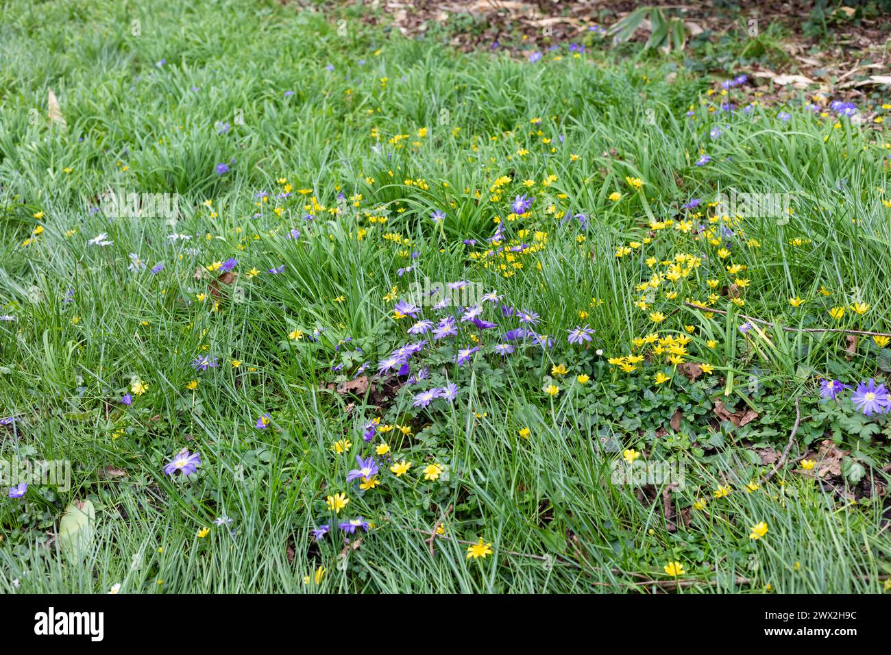 Wildflowers growing amongst grass in early spring in Bournemouth Upper ...