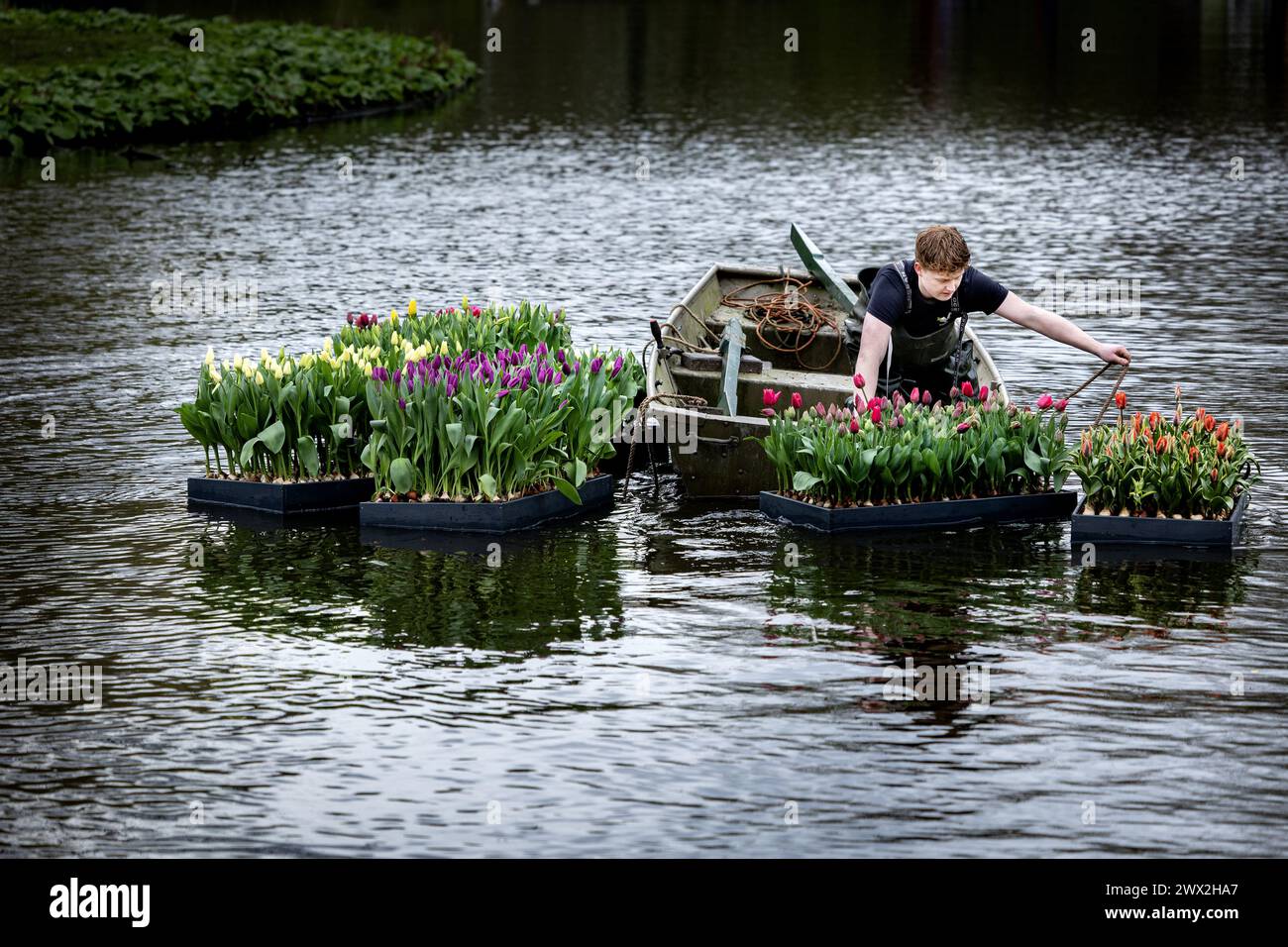 AMSTERDAM - Rafts full of tulips are launched in the pond in the Vondelpark as part of the tenth ...