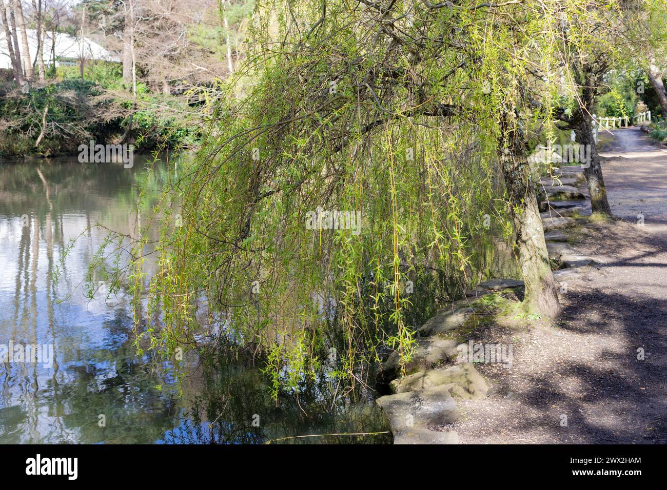 Coy pond in Poole, Dorset Stock Photo - Alamy
