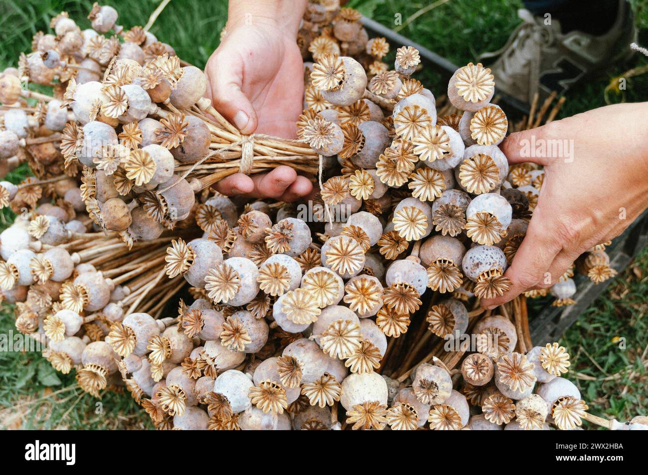 collecting seeds during the fall of plants and flowers Stock Photo - Alamy