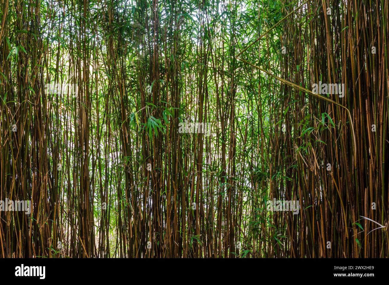 Bamboo screen hi-res stock photography and images - Alamy