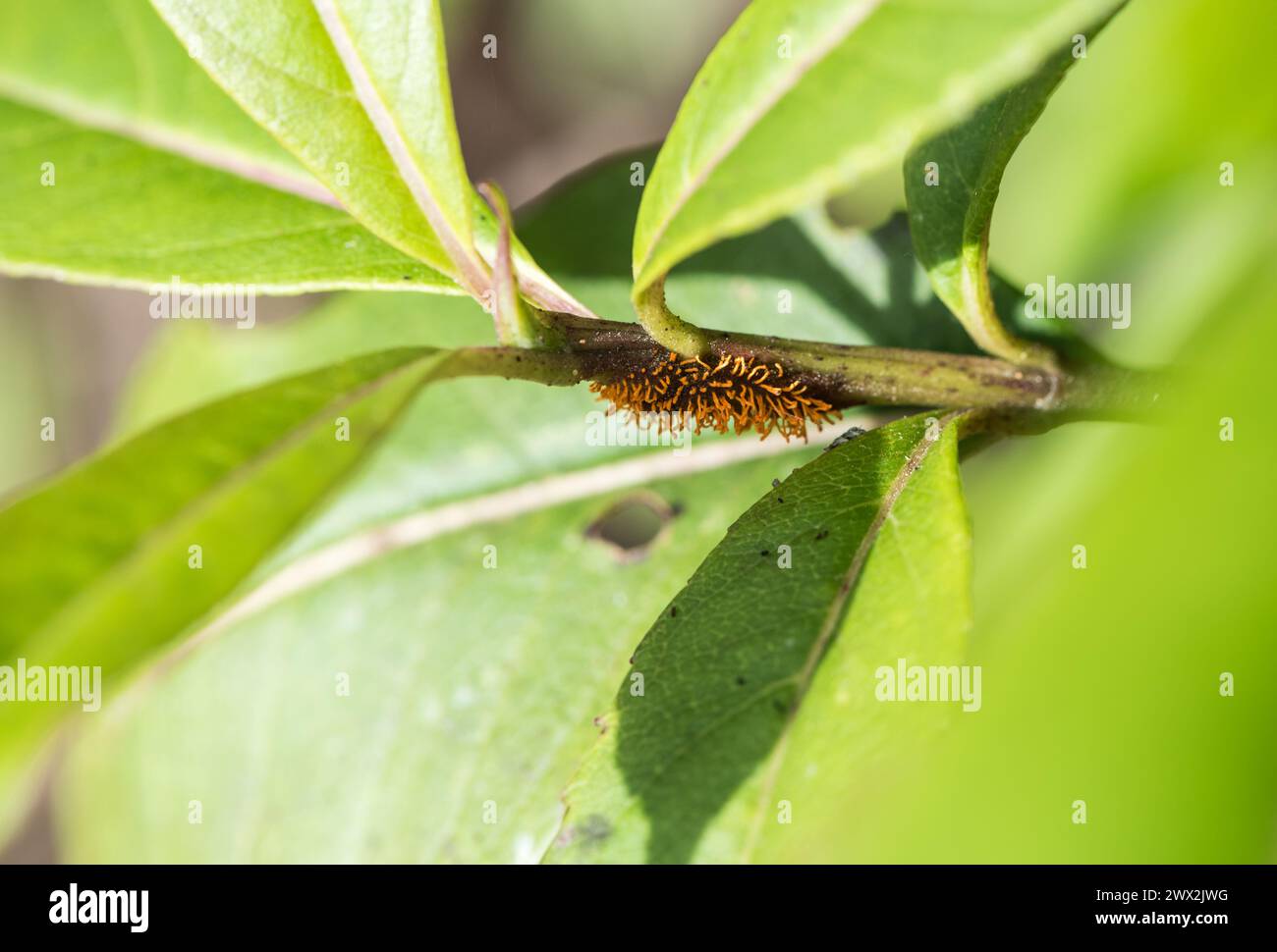 An entomopathogenic fungus that has devoured a caterpillar from ...