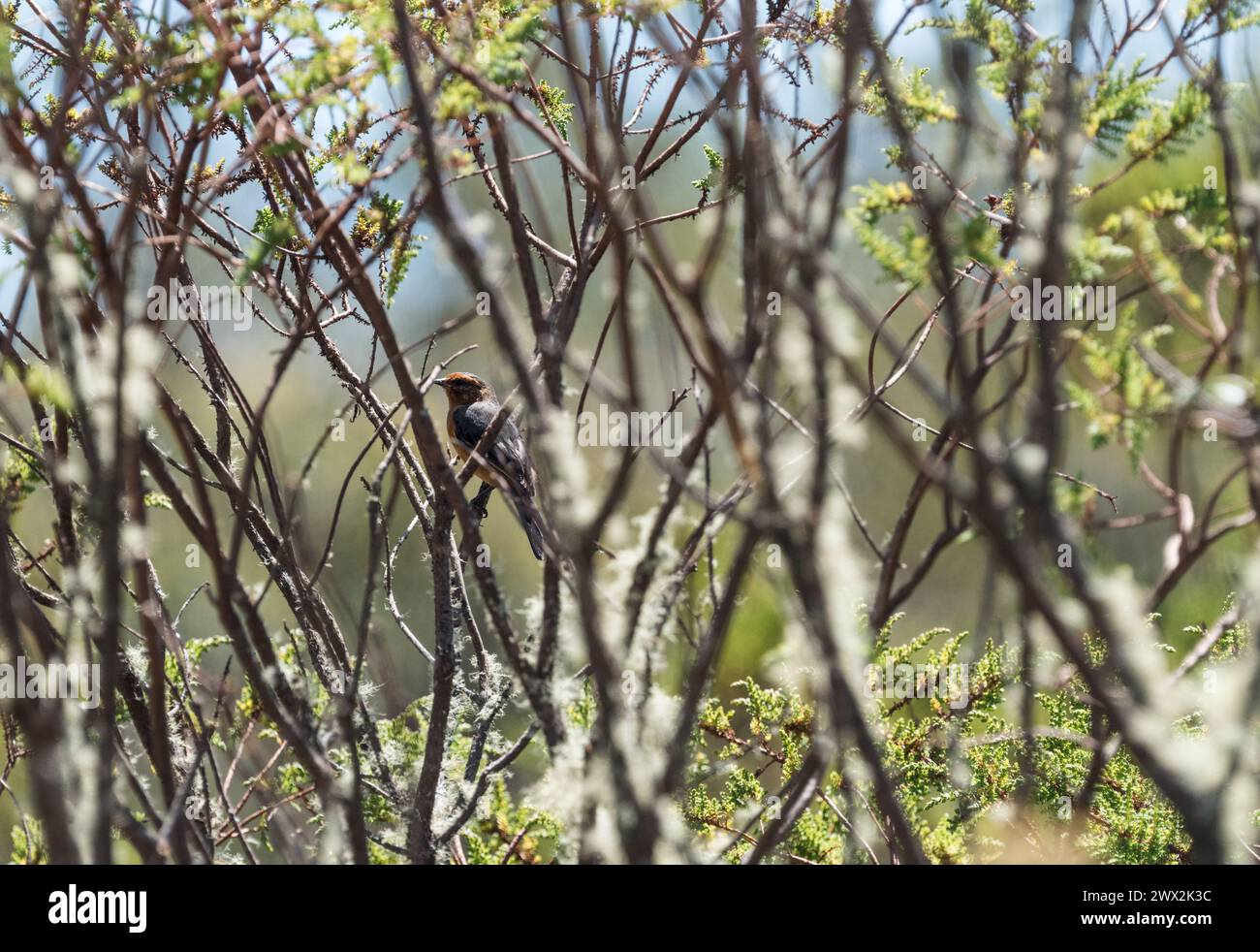 Rufous-browed Conebill (Conirostrum rufum) seen in Chingaza NP ...