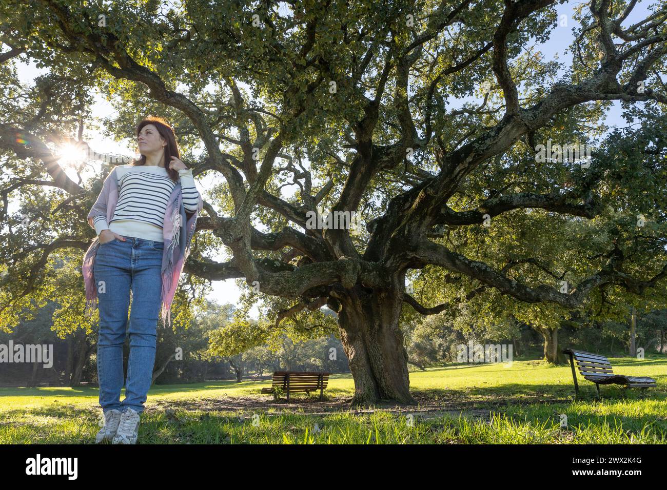 Majestic large tree stands hi-res stock photography and images - Alamy