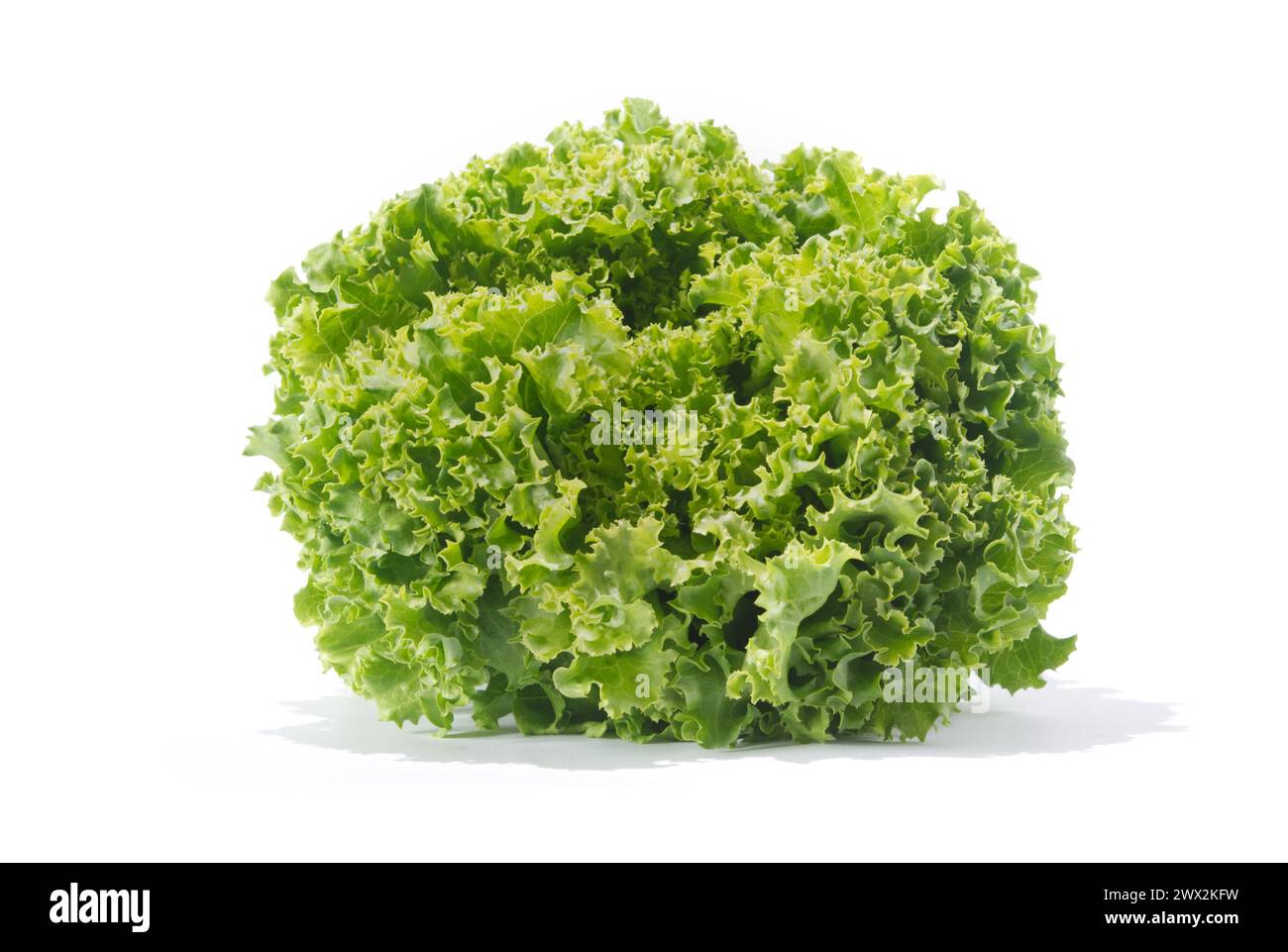 Big lettuce on white background - isolated Stock Photo - Alamy