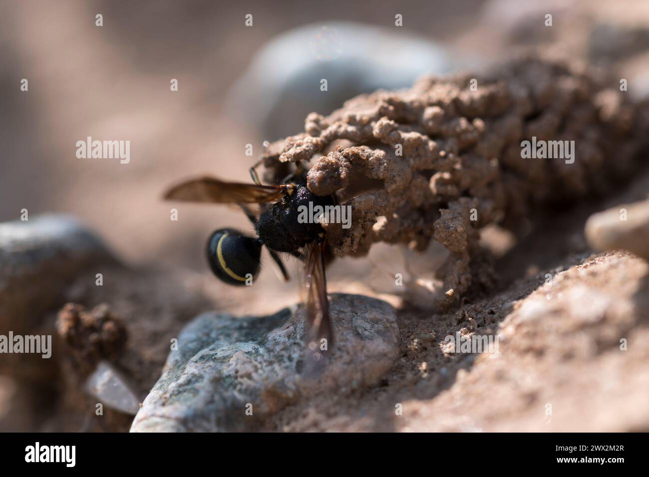 Odynerus spinipes (Linnaeus 1758) Spiny legged Mason Wasp emerging from ...