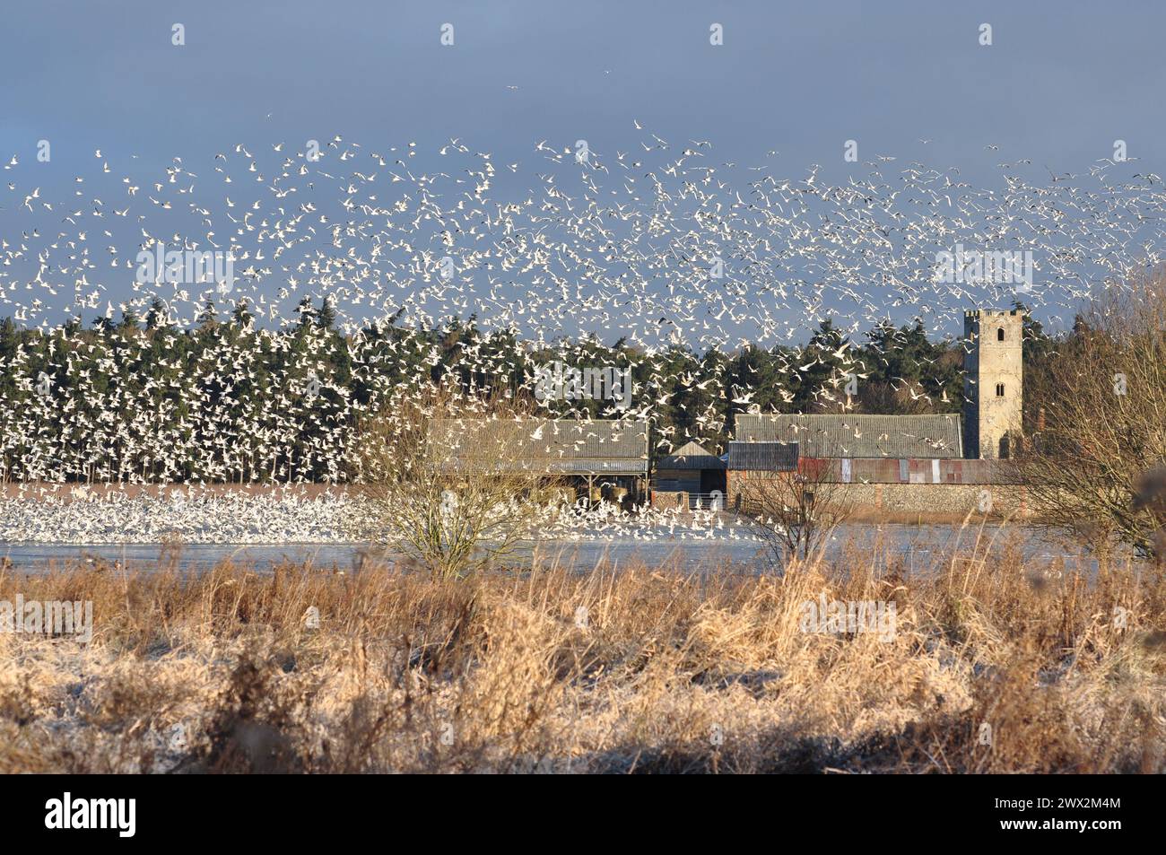 Great Livermere Lake (Ampton Water) Suffolk, England, UK Stock Photo ...