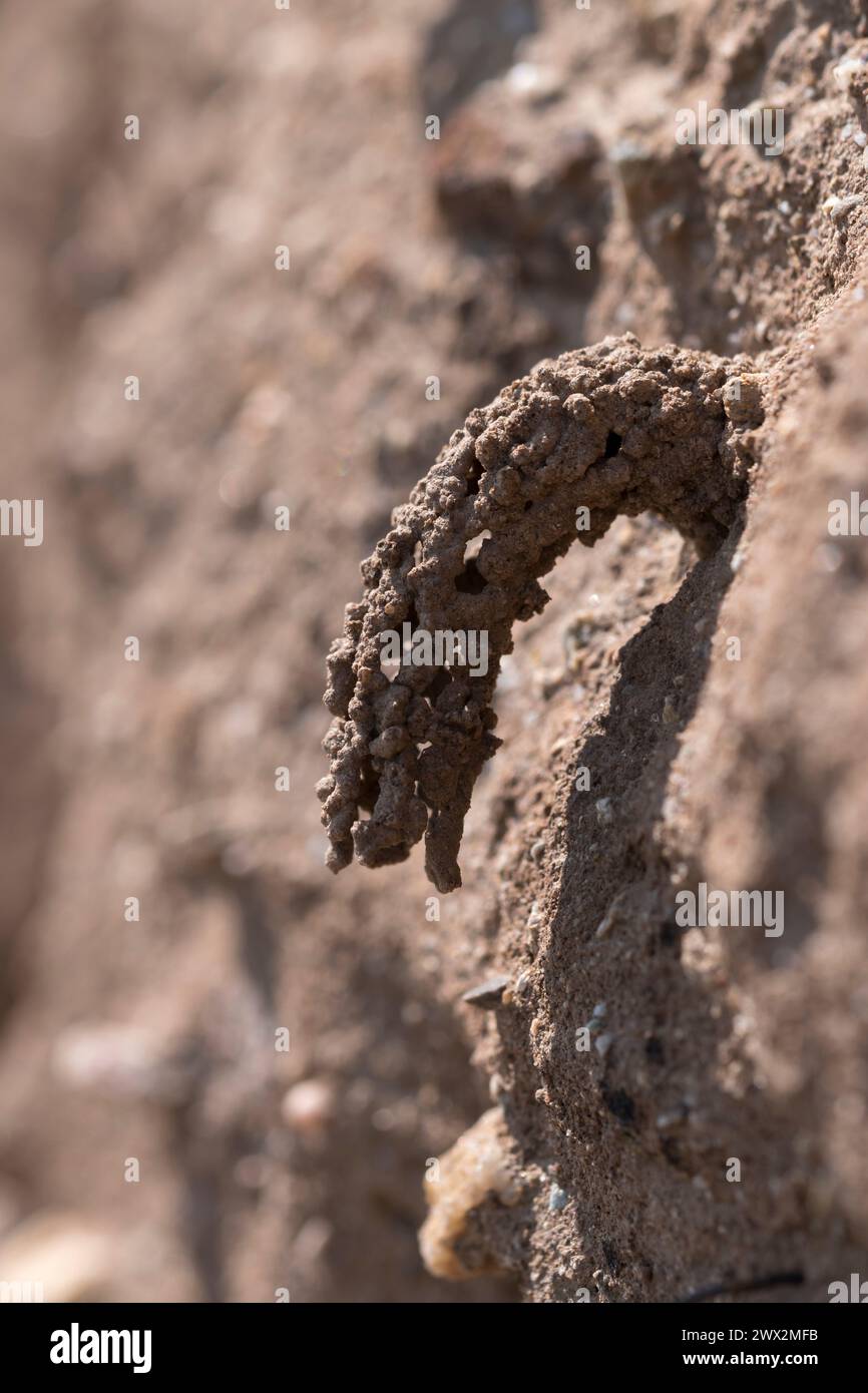 Odynerus spinipes (Linnaeus 1758) Spiny legged Mason Wasp emerging from ...