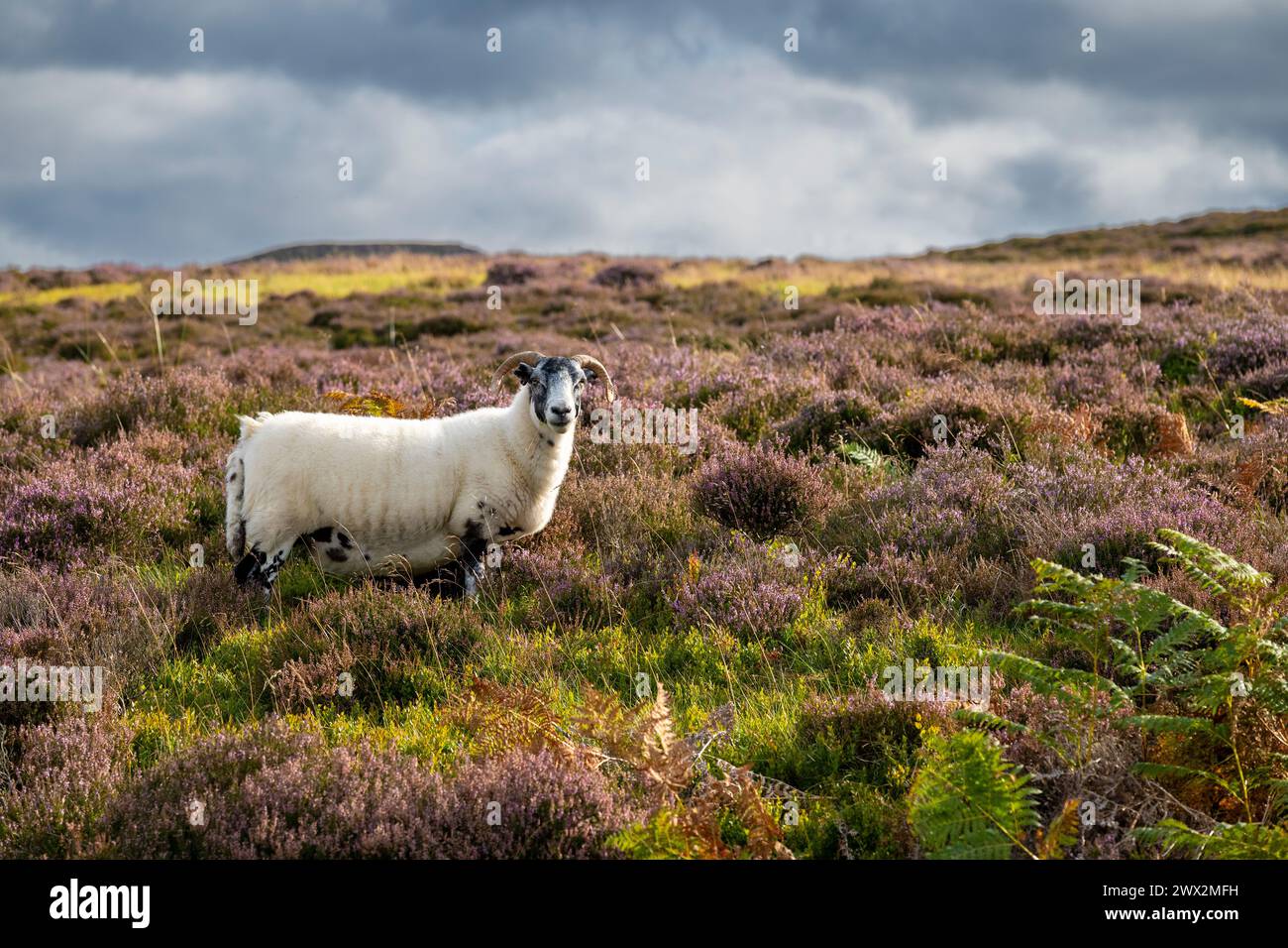 Mt schiehallion hi-res stock photography and images - Alamy