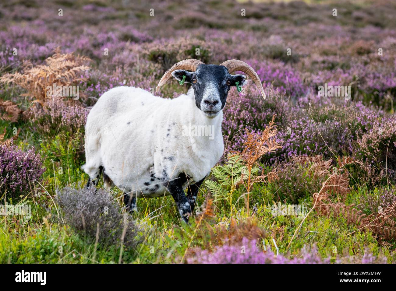Sheep on the slopes of Mt. Schiehallion, Scotland, early September, by ...