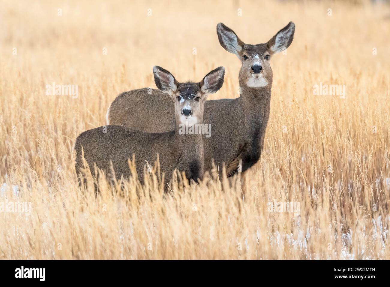 Mule deer doe and fawn (Odocoileus hemionus) Autumn, Colorado, USA, by ...