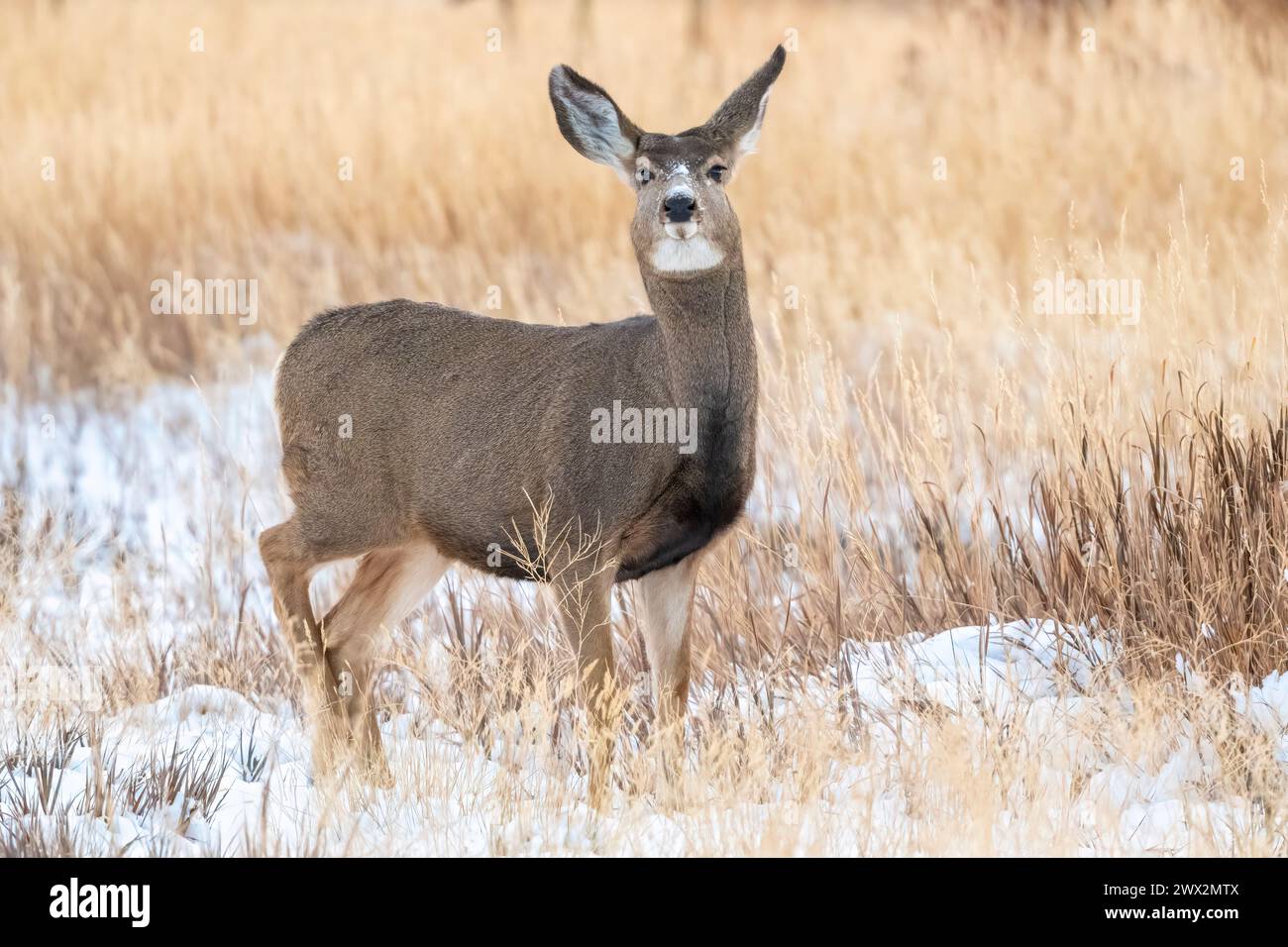 Mule deer doe (Odocoileus hemionus) Autumn, Colorado, USA, by Dominique ...