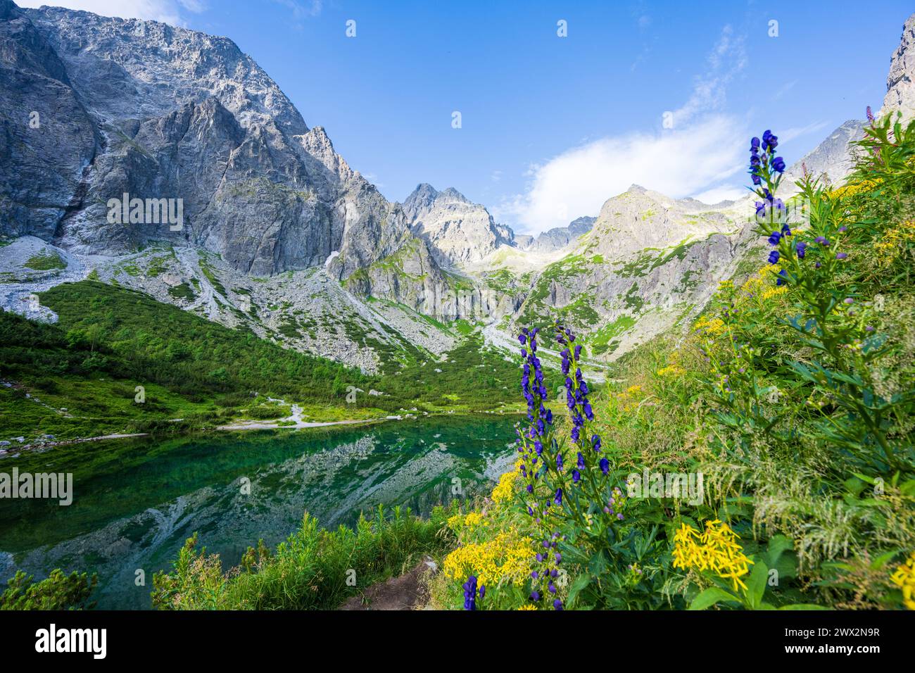 Colorful flowers blooming by the popular mountain lake Zelene Pleso in ...
