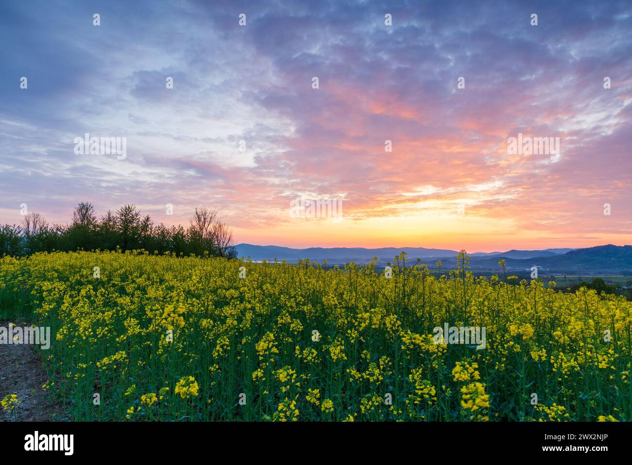 Spring colza blossom hi-res stock photography and images - Alamy
