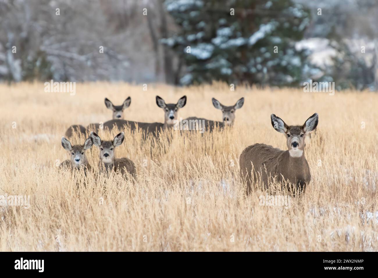 Mule deer doe (Odocoileus hemionus) Autumn, Colorado, USA, by Dominique ...