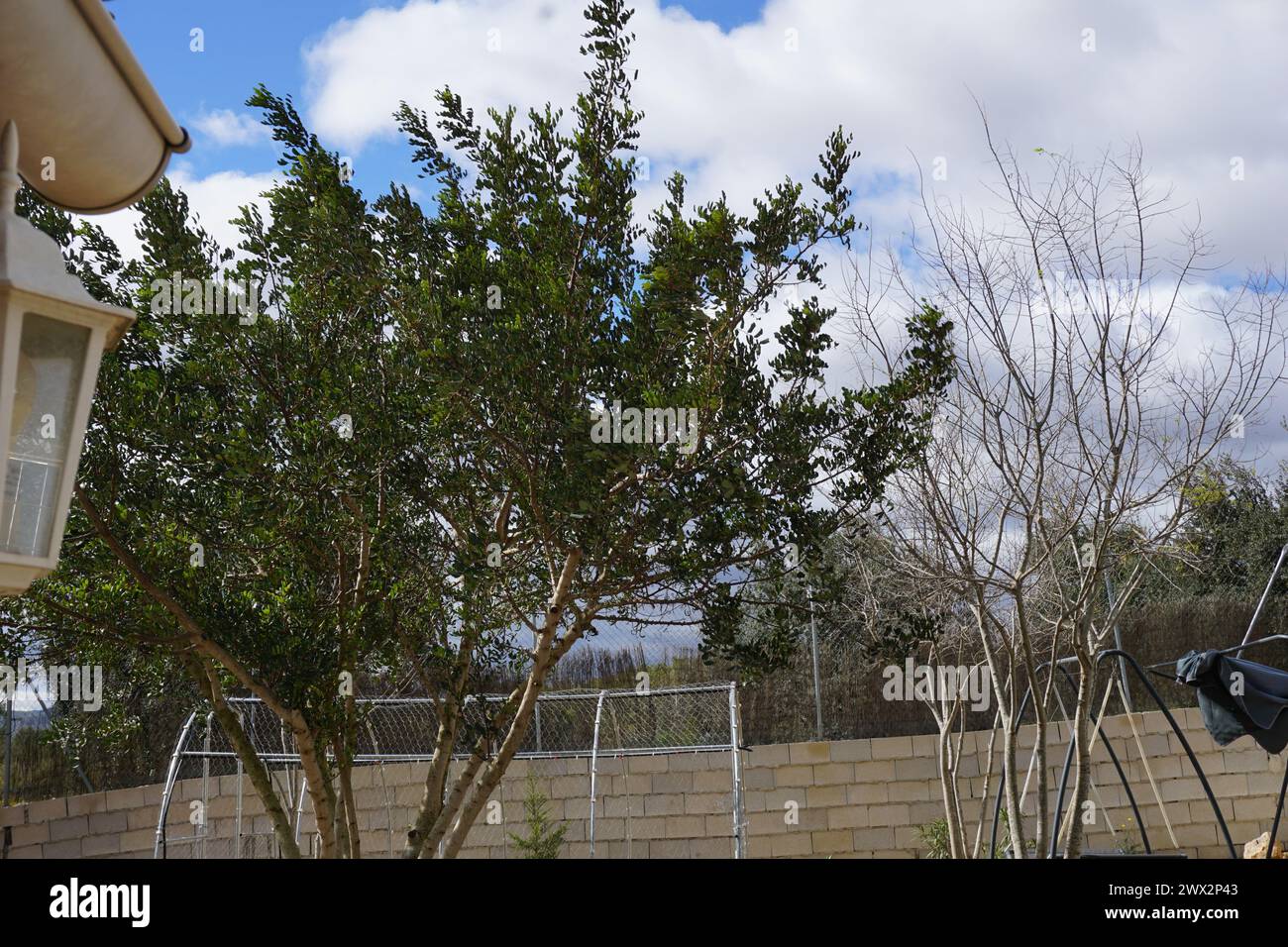 Olive and Almond trees in dry country land in Spain Stock Photo - Alamy