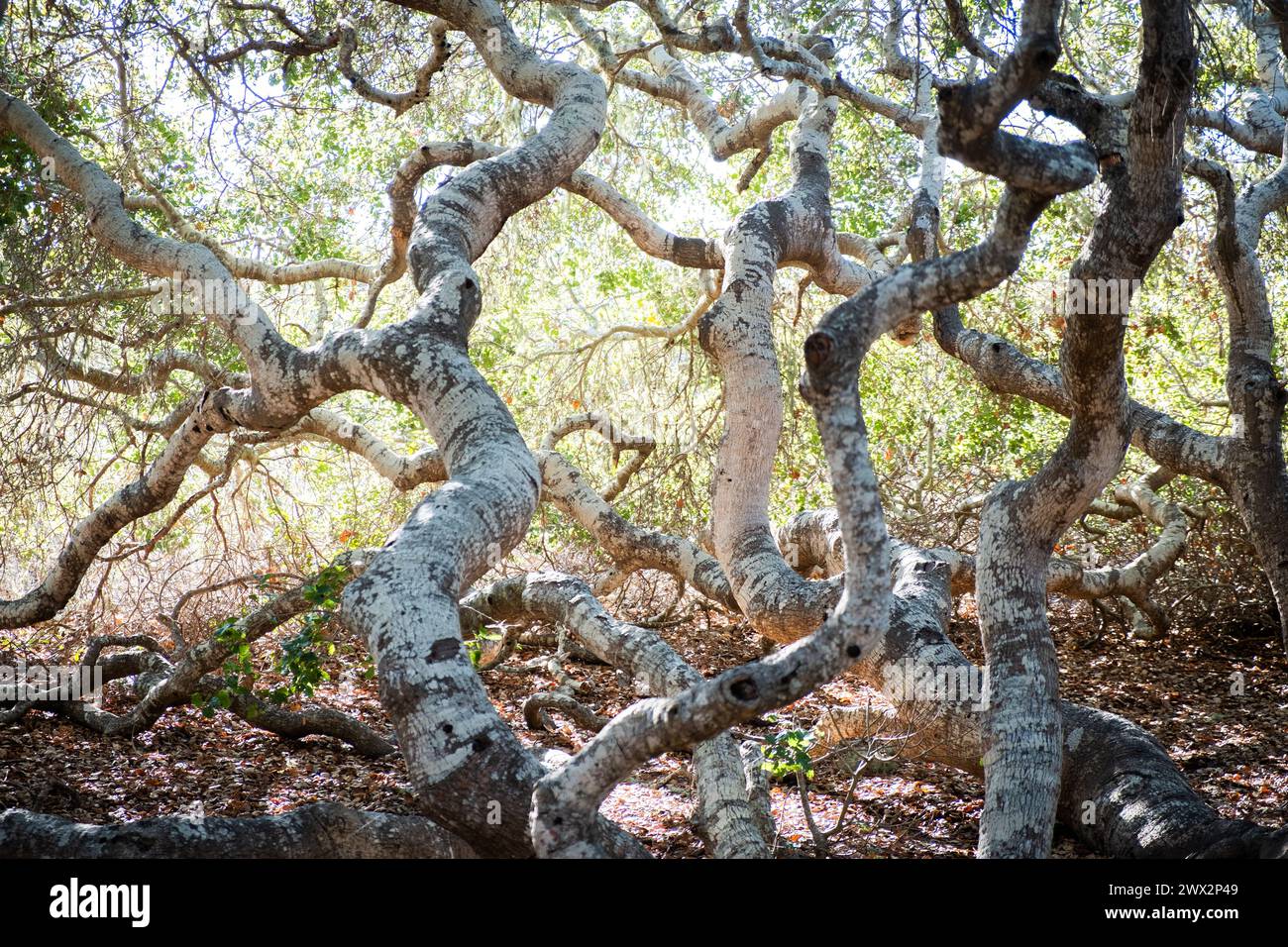 El morro elfin forest natural area hi-res stock photography and images ...