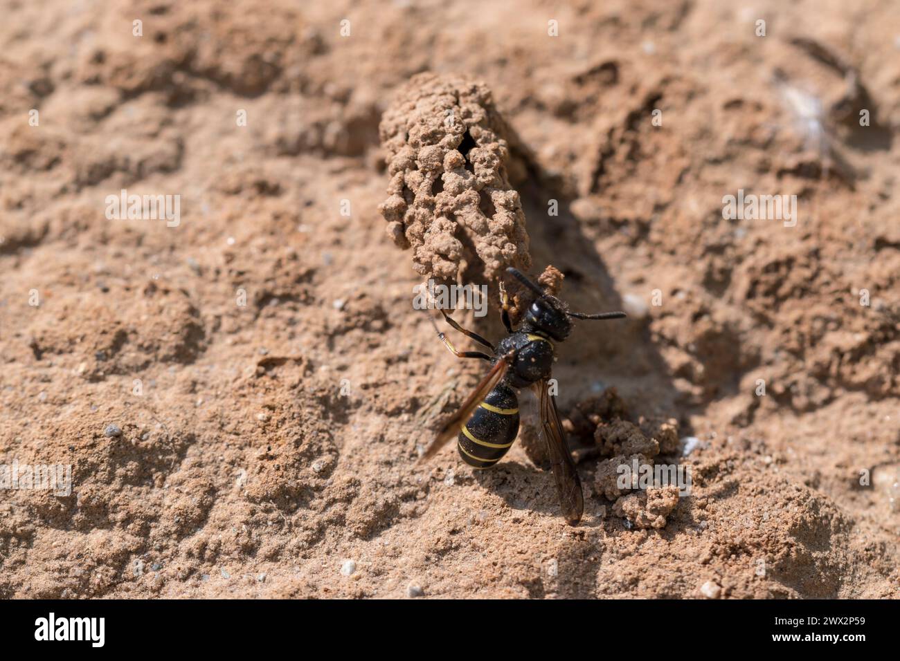 Spiny legged mason wasp hi-res stock photography and images - Alamy
