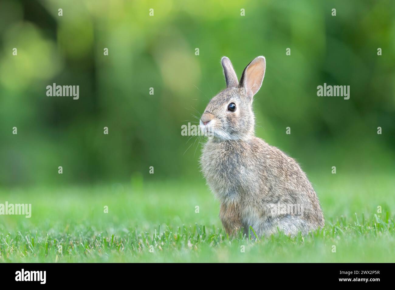 Eastern cottontail rabbit (Sylvilagus floridanus), Eastern North ...