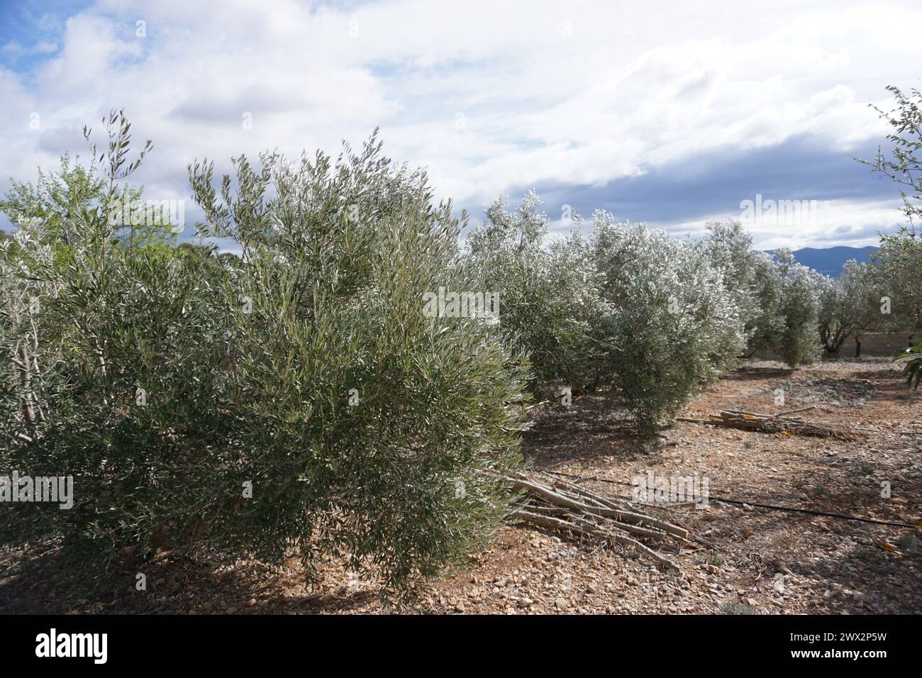 Olive and Almond trees in dry country land in Spain Stock Photo - Alamy