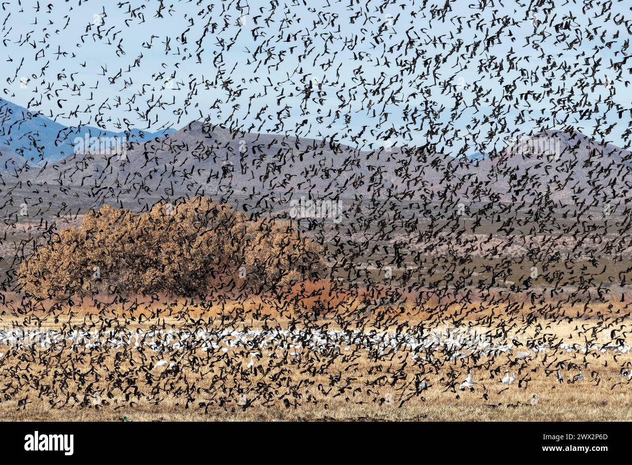 Moving flock of Red-winged blackbirds (Agelaius phoeniceus), Fall ...