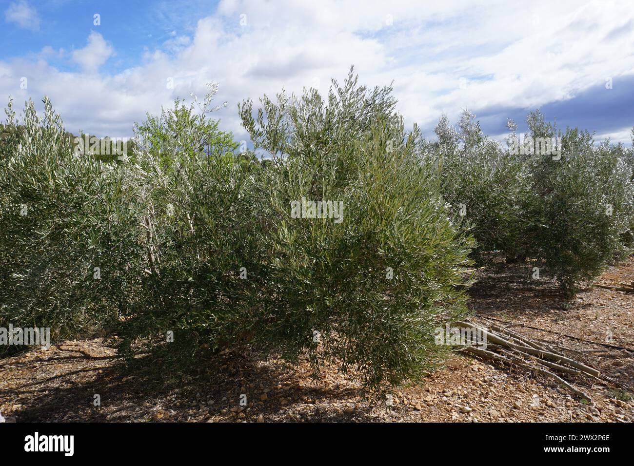 Olive and Almond trees in dry country land in Spain Stock Photo - Alamy