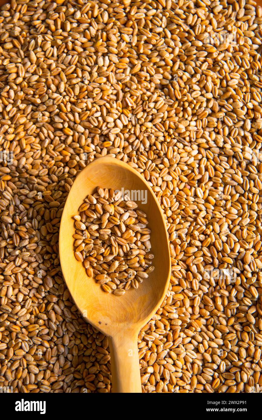 Cosecha de granos cosecha de trigo hi-res stock photography and images ...