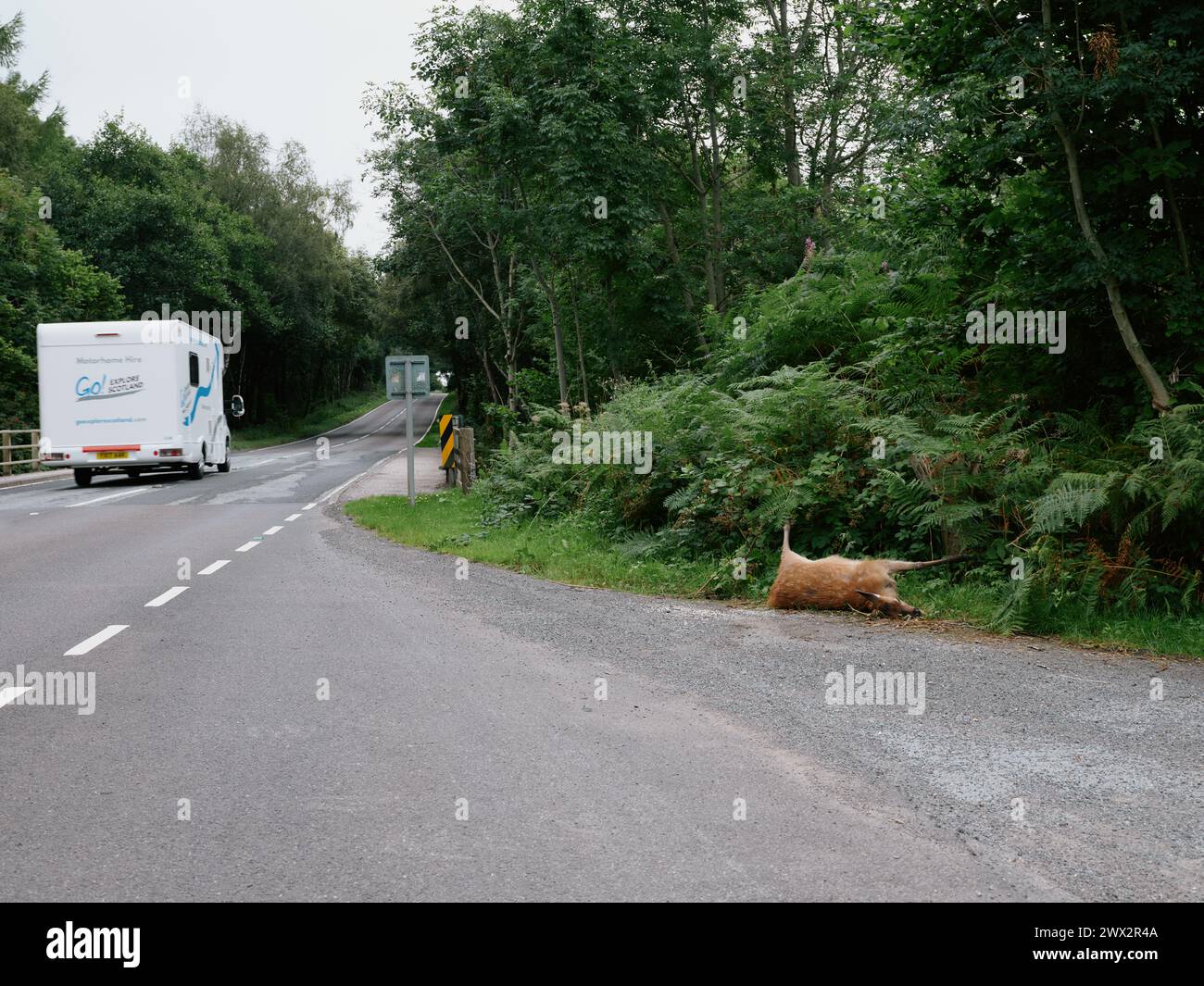 A roadkill dead deer and passing traffic in Scotland UK - road kill ...