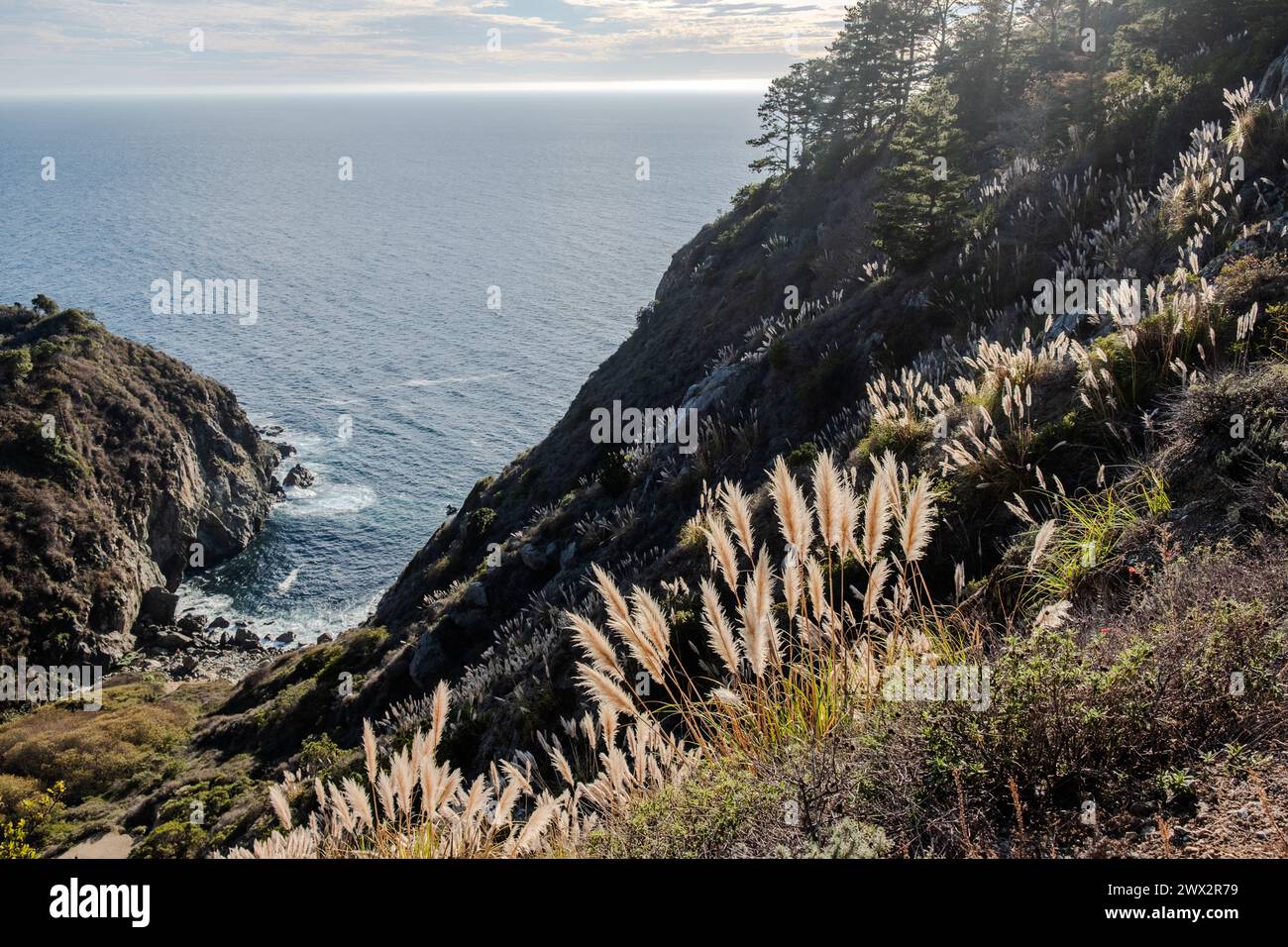 Pampas grass on rugged slopes just off Route 1 Highway 1 in Big Sur ...