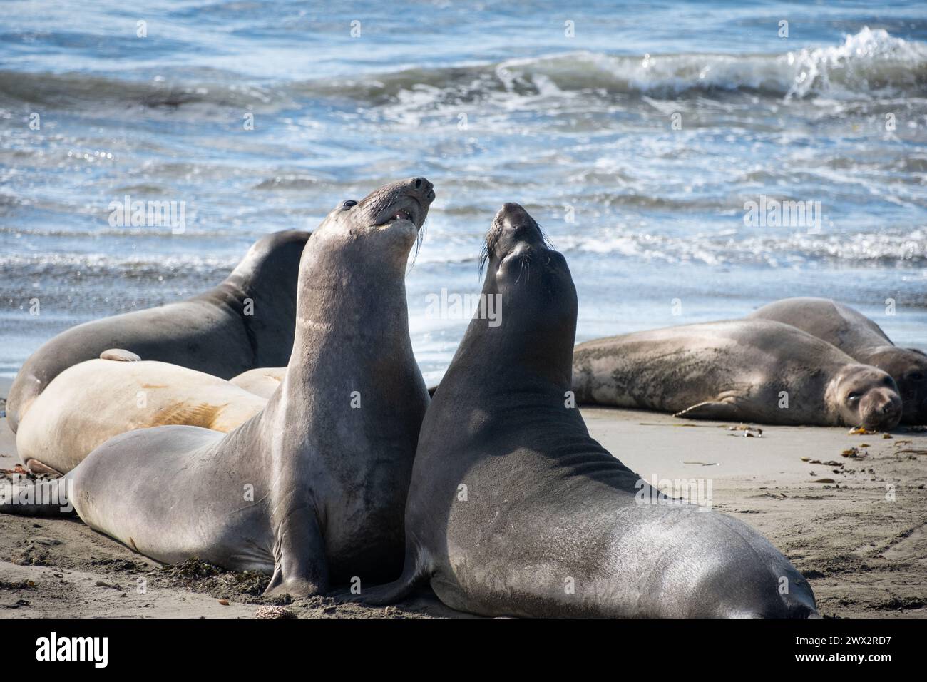 Elephant seals, Big Sur, California, Pacific Ocean beach Stock Photo ...