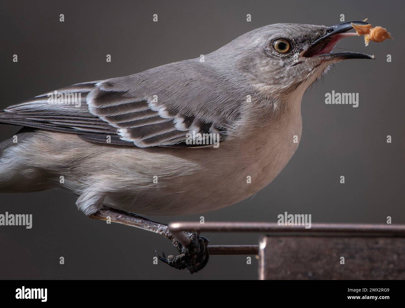 A Northern Mockingbird on the backyard deck Stock Photo - Alamy