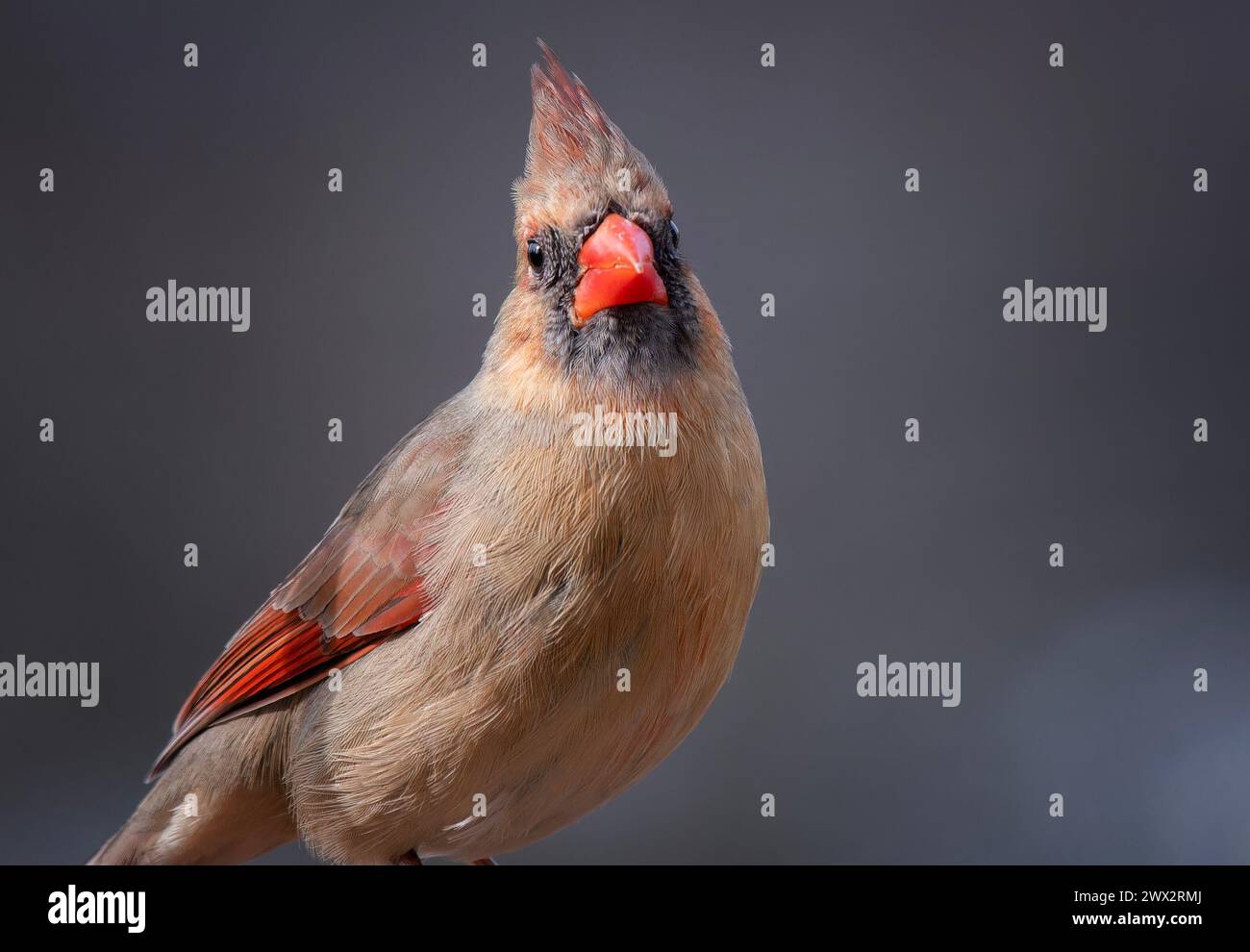 A Northern Cardinal on the backyard deck Stock Photo - Alamy