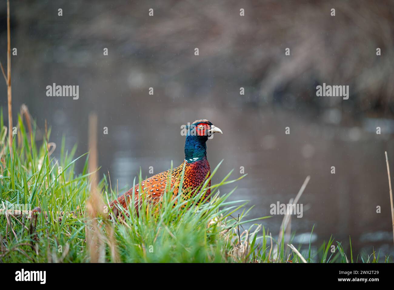 Vibrant Pheasant in the Grass on a Rainy Day Stock Photo - Alamy