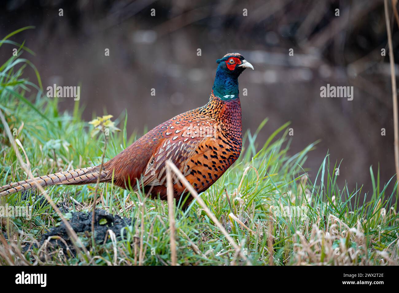 Ring necked pheasant flight hi-res stock photography and images - Alamy
