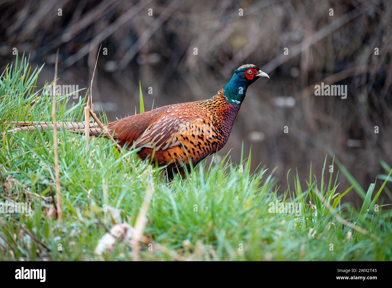Ring necked pheasant flight hi-res stock photography and images - Alamy