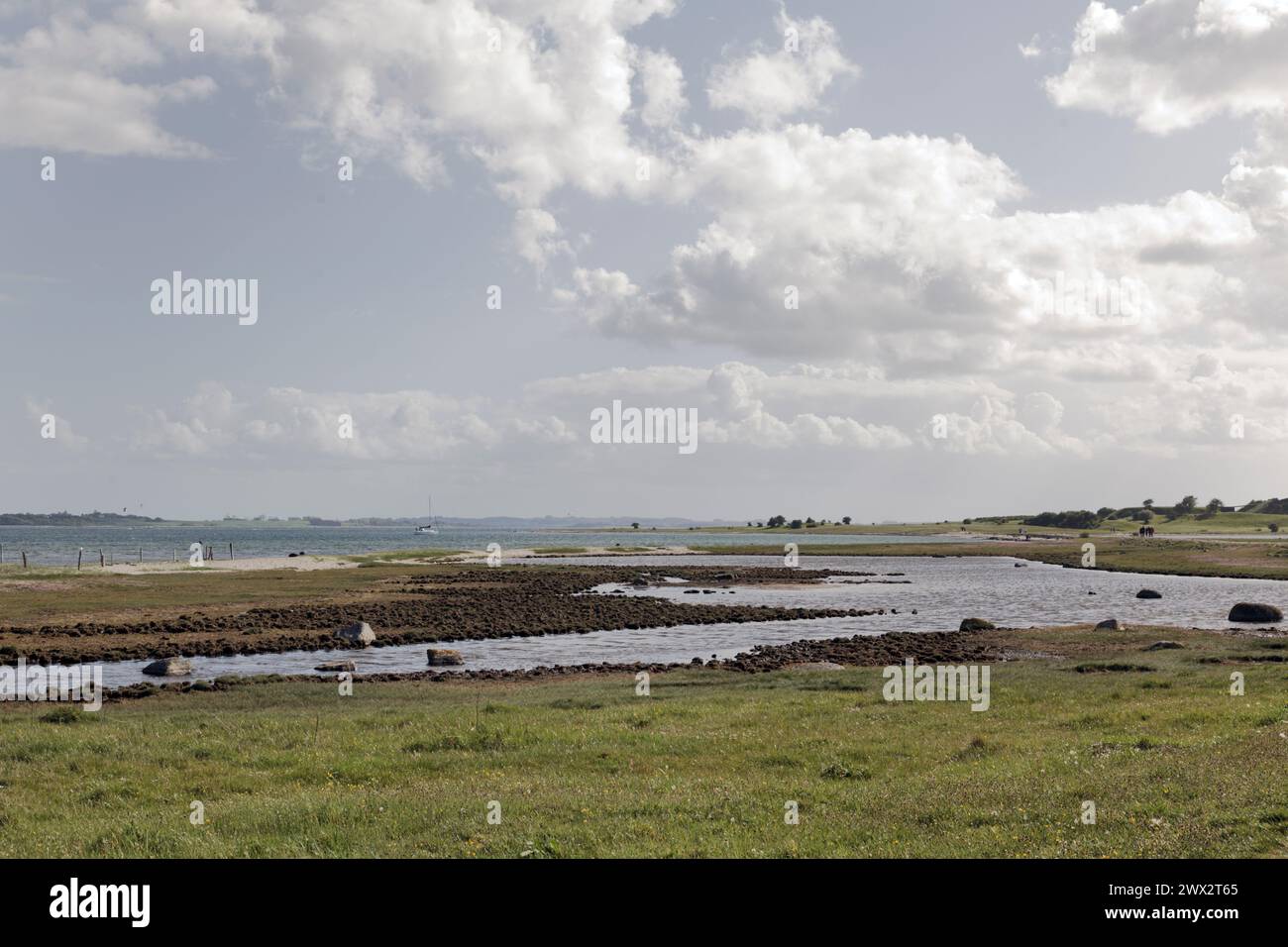 Marshland animals hi-res stock photography and images - Alamy