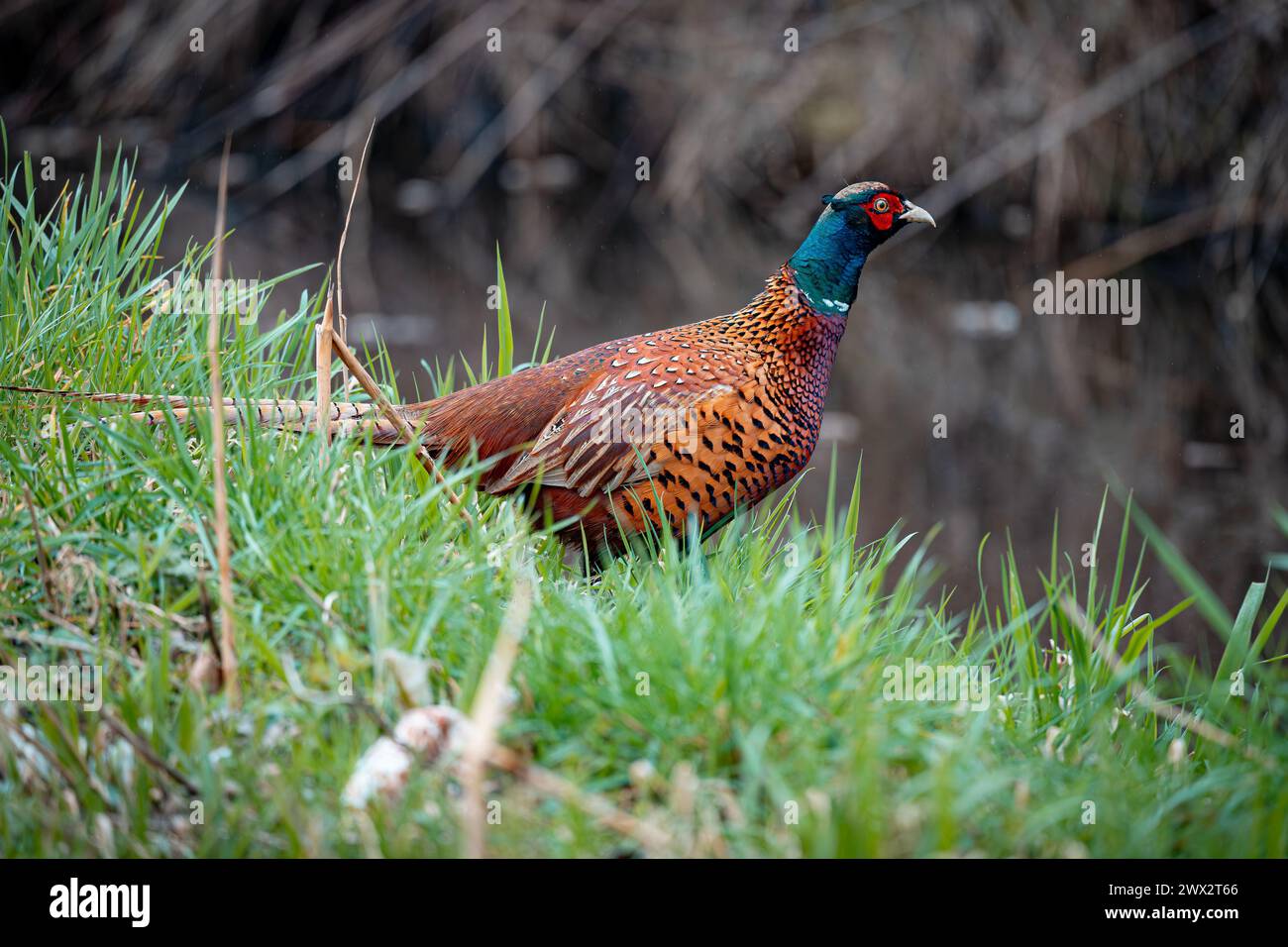 Ring necked pheasant flight hi-res stock photography and images - Alamy