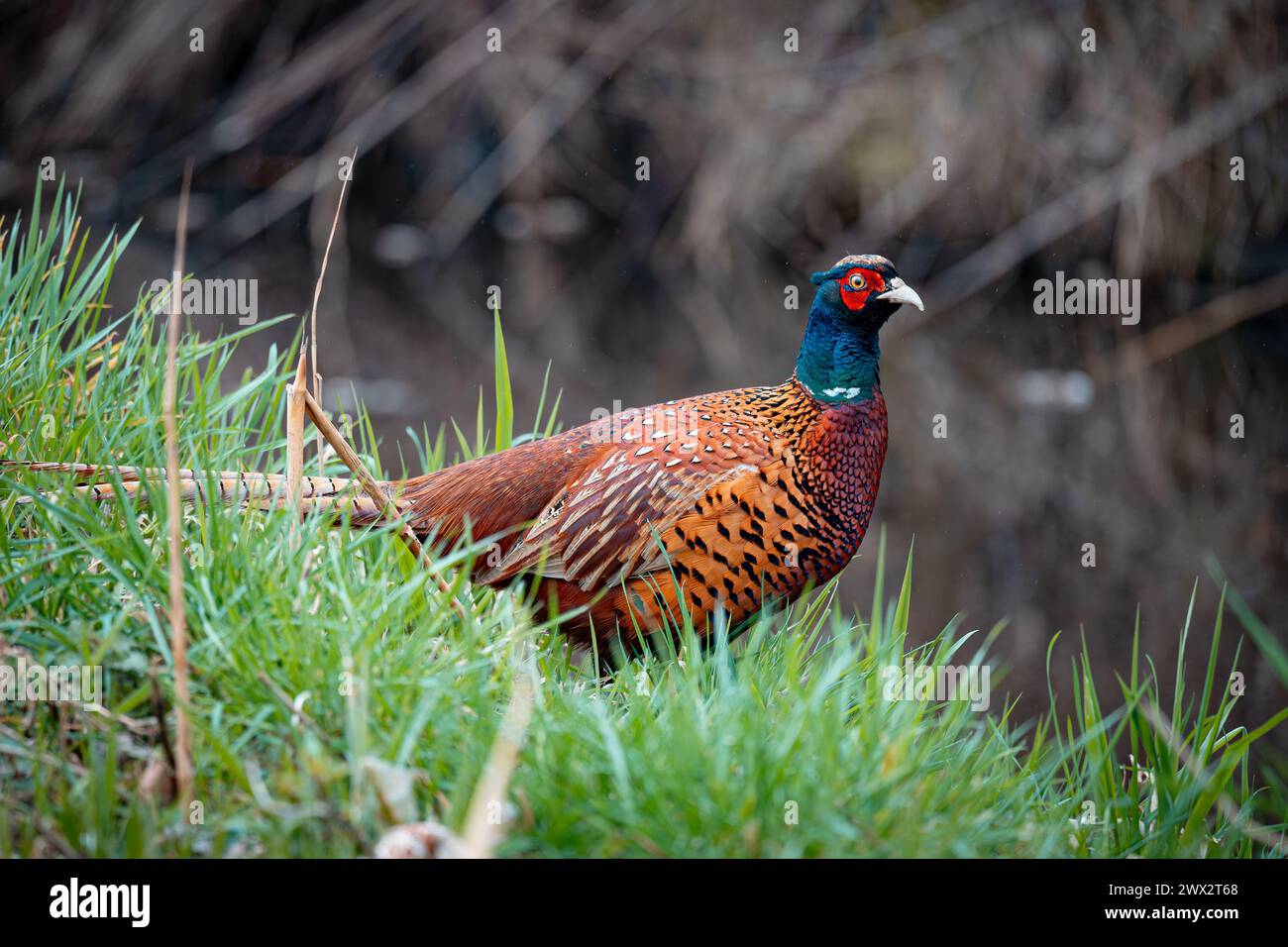 Vibrant Pheasant in the Grass on a Rainy Day Stock Photo - Alamy