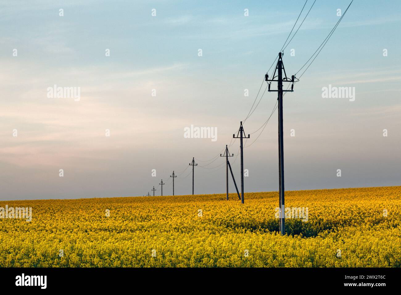 Electric line crossing a rapeseed field in summer Stock Photo - Alamy