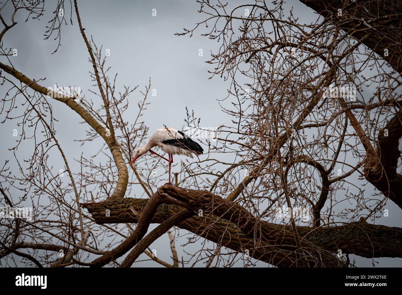 Patient tree hi-res stock photography and images - Alamy