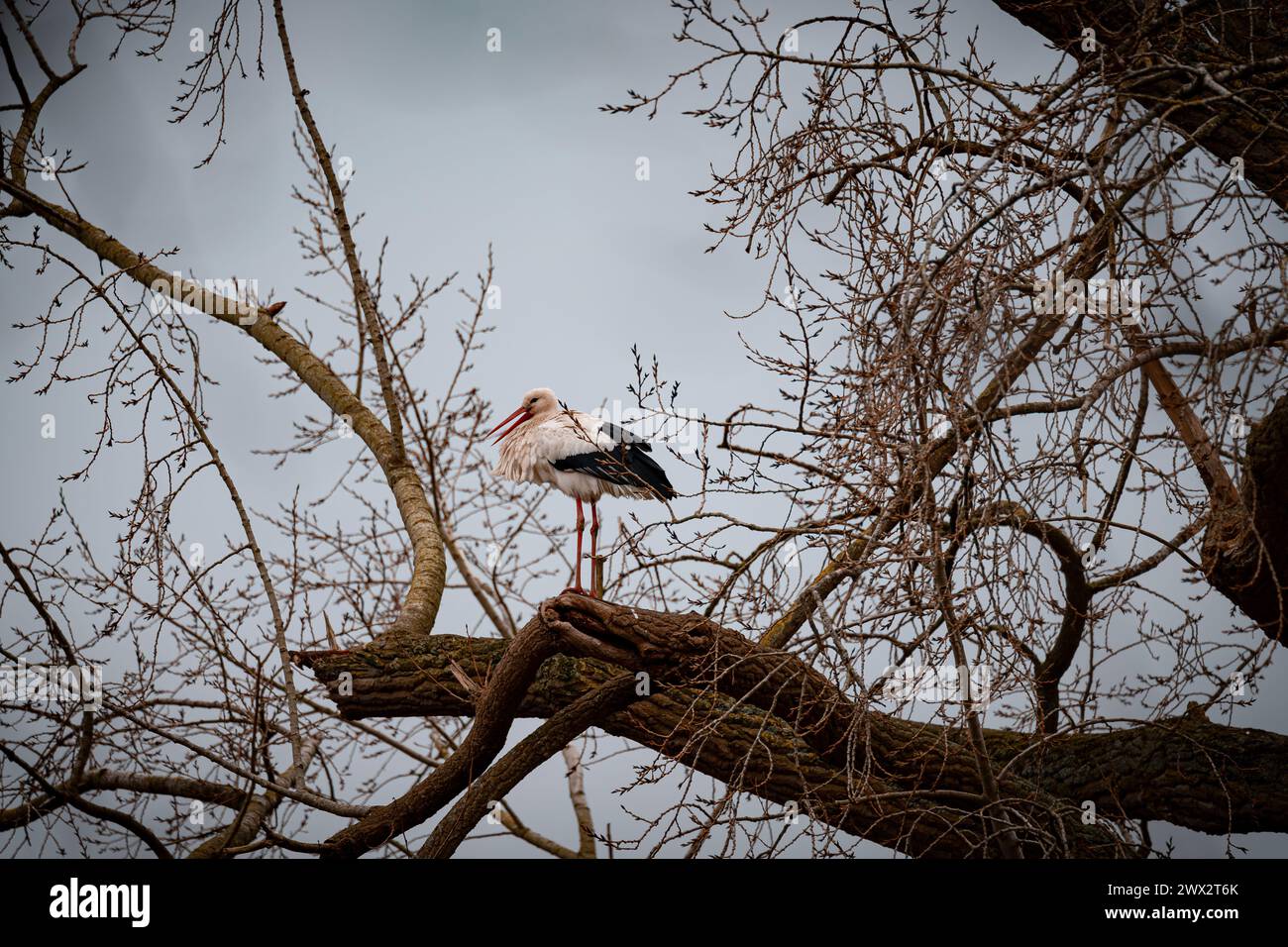 Patient tree hi-res stock photography and images - Alamy