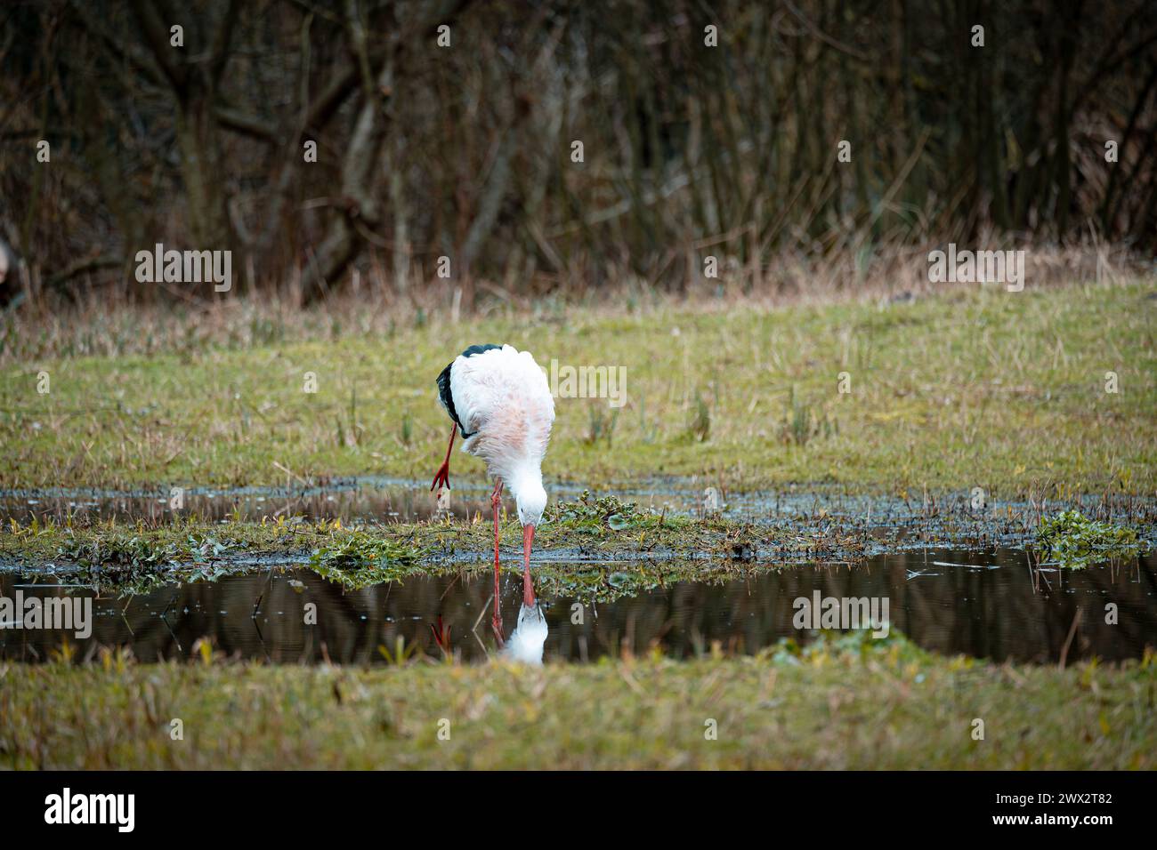White Stork Wading in a Serene Wetland Stock Photo - Alamy